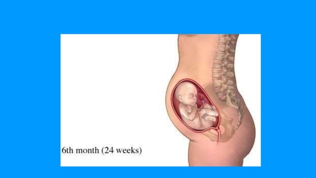 Prenatal development phases | PPT