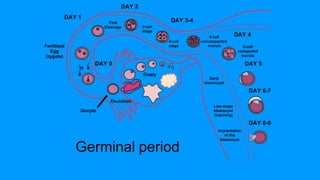 Prenatal development phases | PPTX
