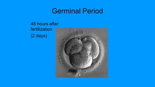 Prenatal development phases | PPTX