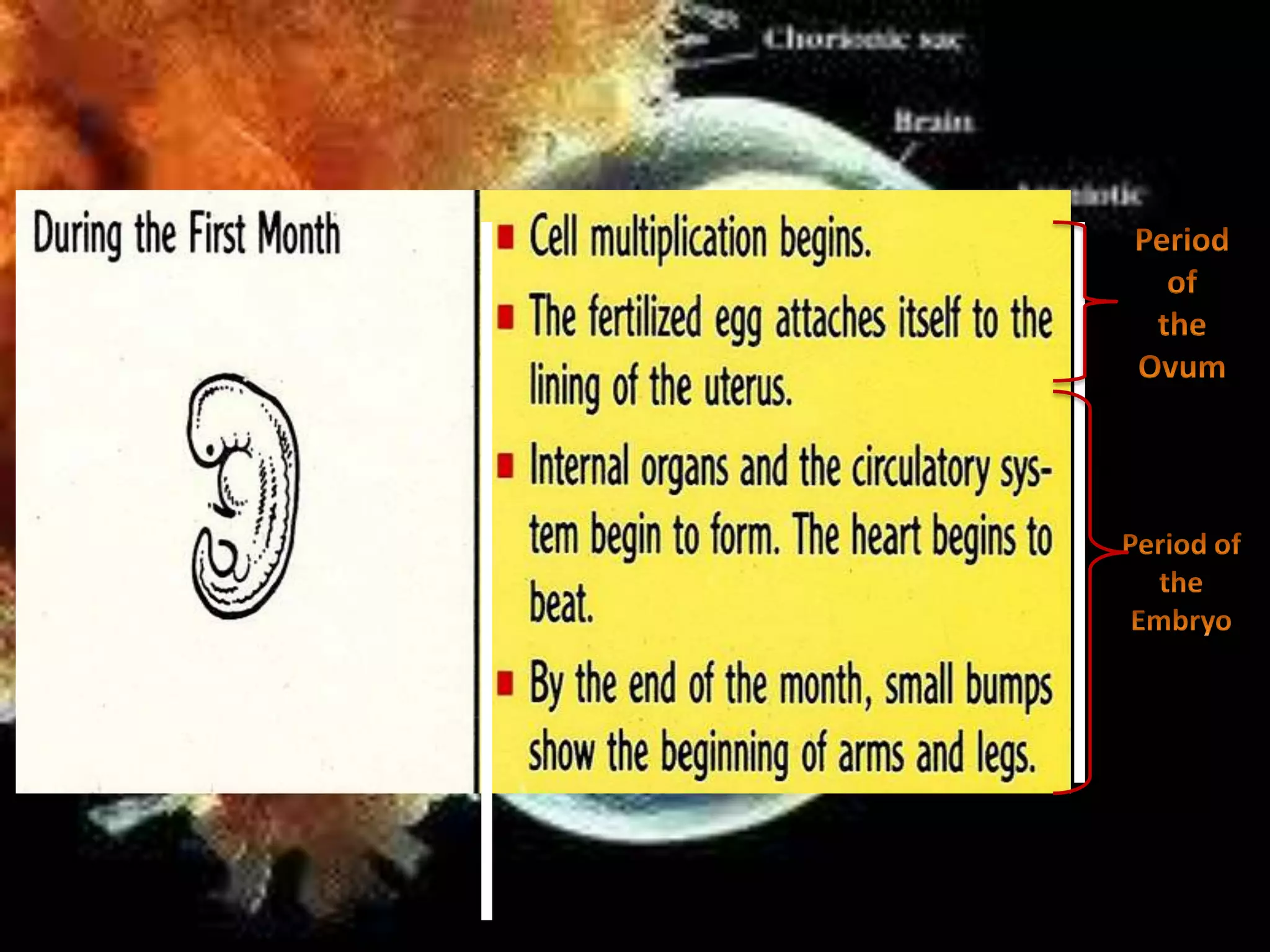 Prenatal development report | PPTX