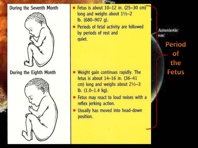 Prenatal development report | PPTX