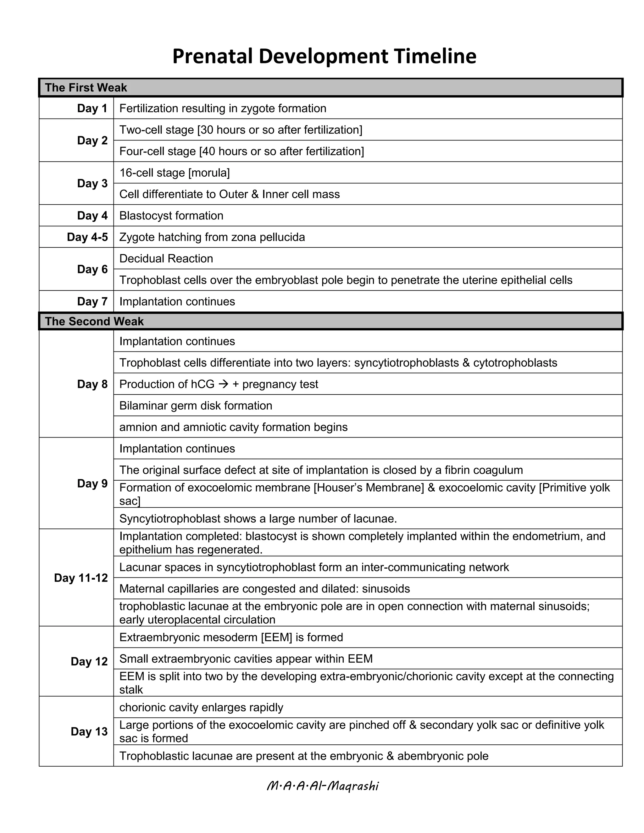 General Embryology-Prenatal development timeline | PDF