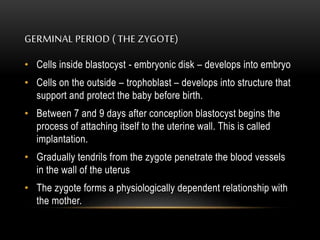 Prenatal Development | PPTX