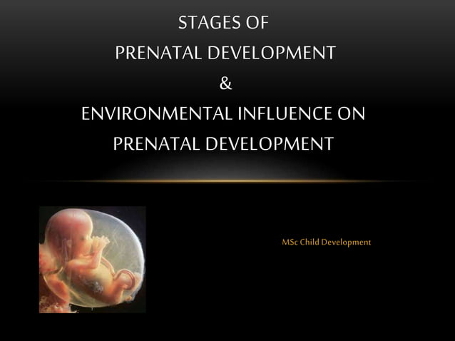 Prenatal Development Ppt 