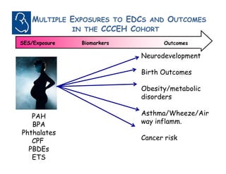 Effects of Prenatal Exposures to EDCs on Childhood Development | PPT