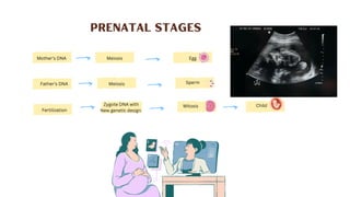 Factors influencing prenatal development: Genetic factors | PDF