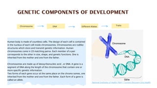Factors influencing prenatal development: Genetic factors | PDF