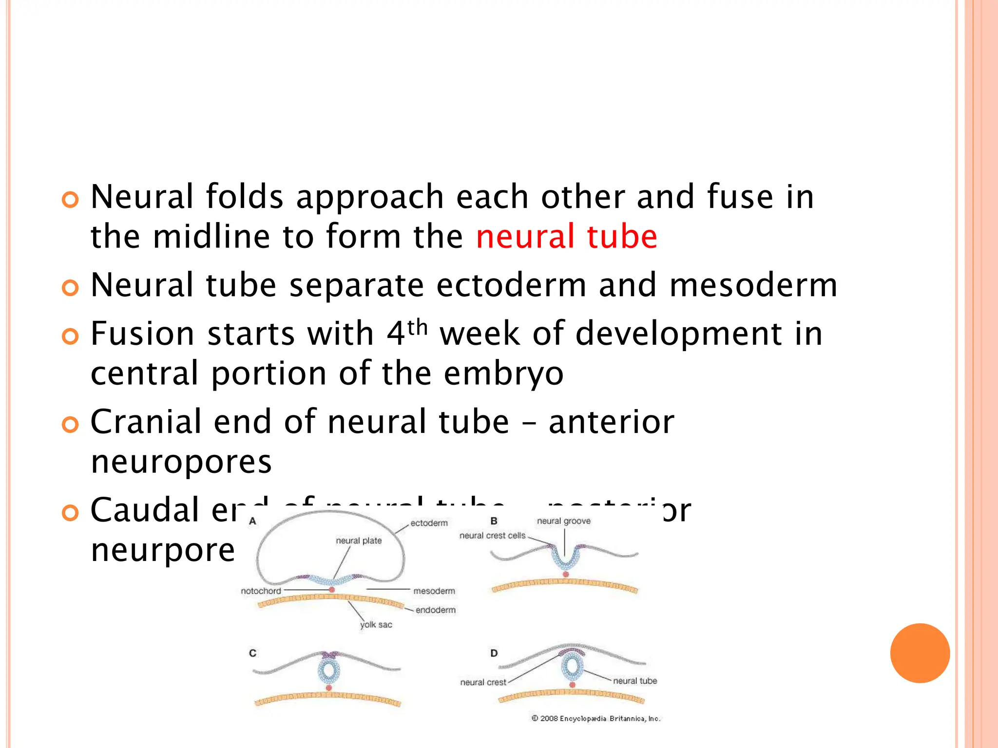 prenatal growth - Dr.Hiba Abdullah Murshid | PPT
