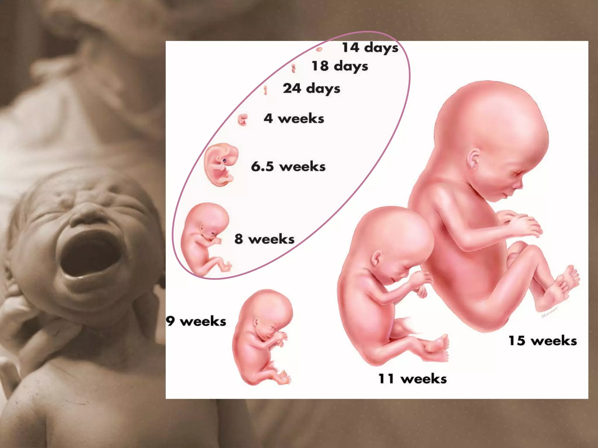 Prenatal Period Of Development | PPT