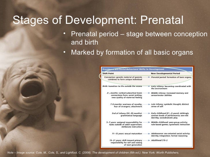 The Stages Of Prenatal Period