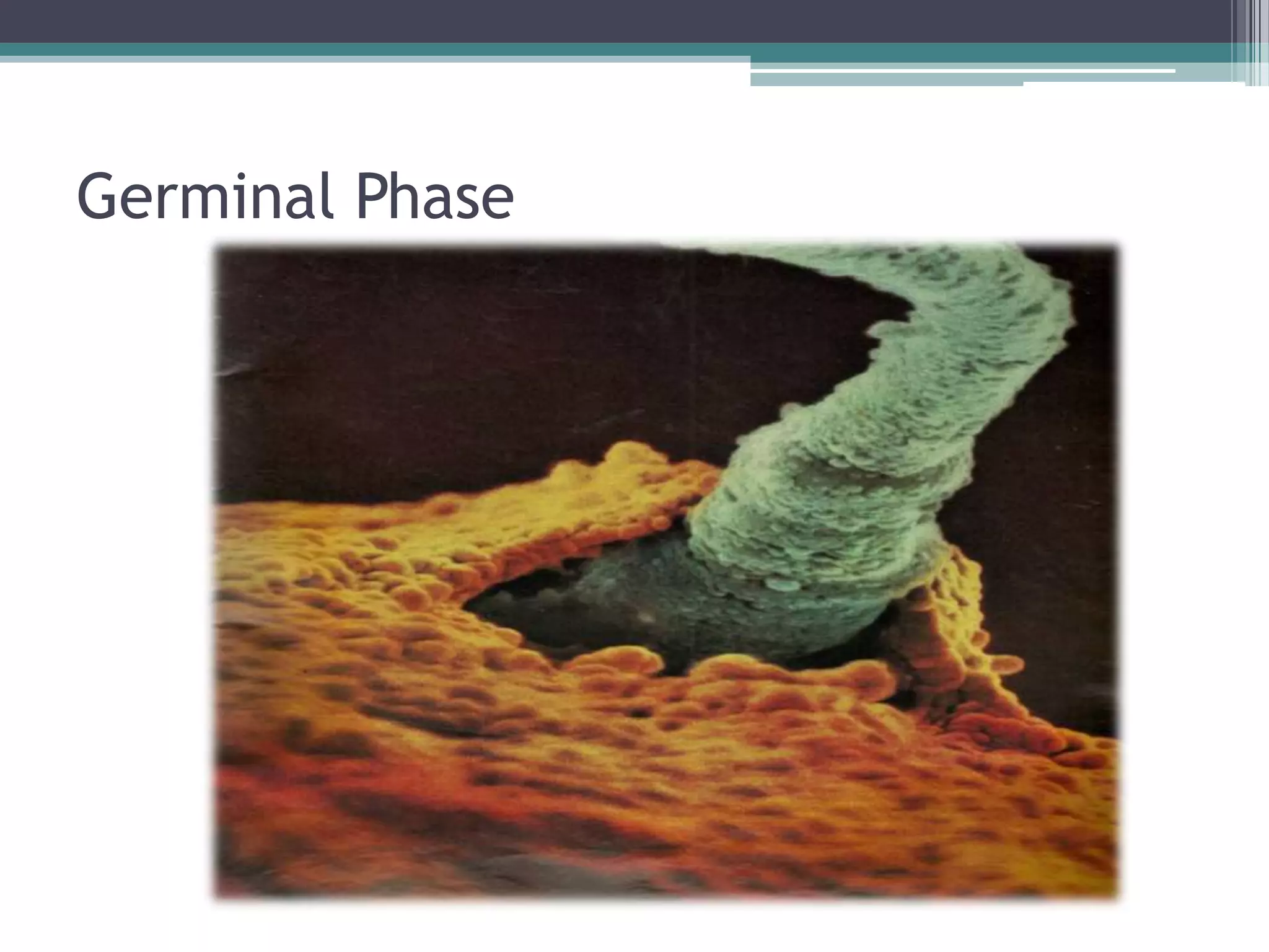 Prenatal stage of development | PPTX