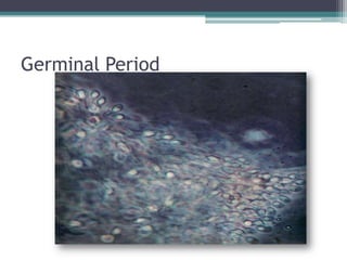 Prenatal stage of development | PPTX