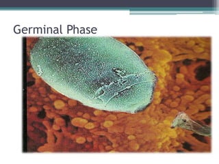 Prenatal stage of development | PPTX
