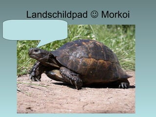 Prentenboek reptielen | PPT