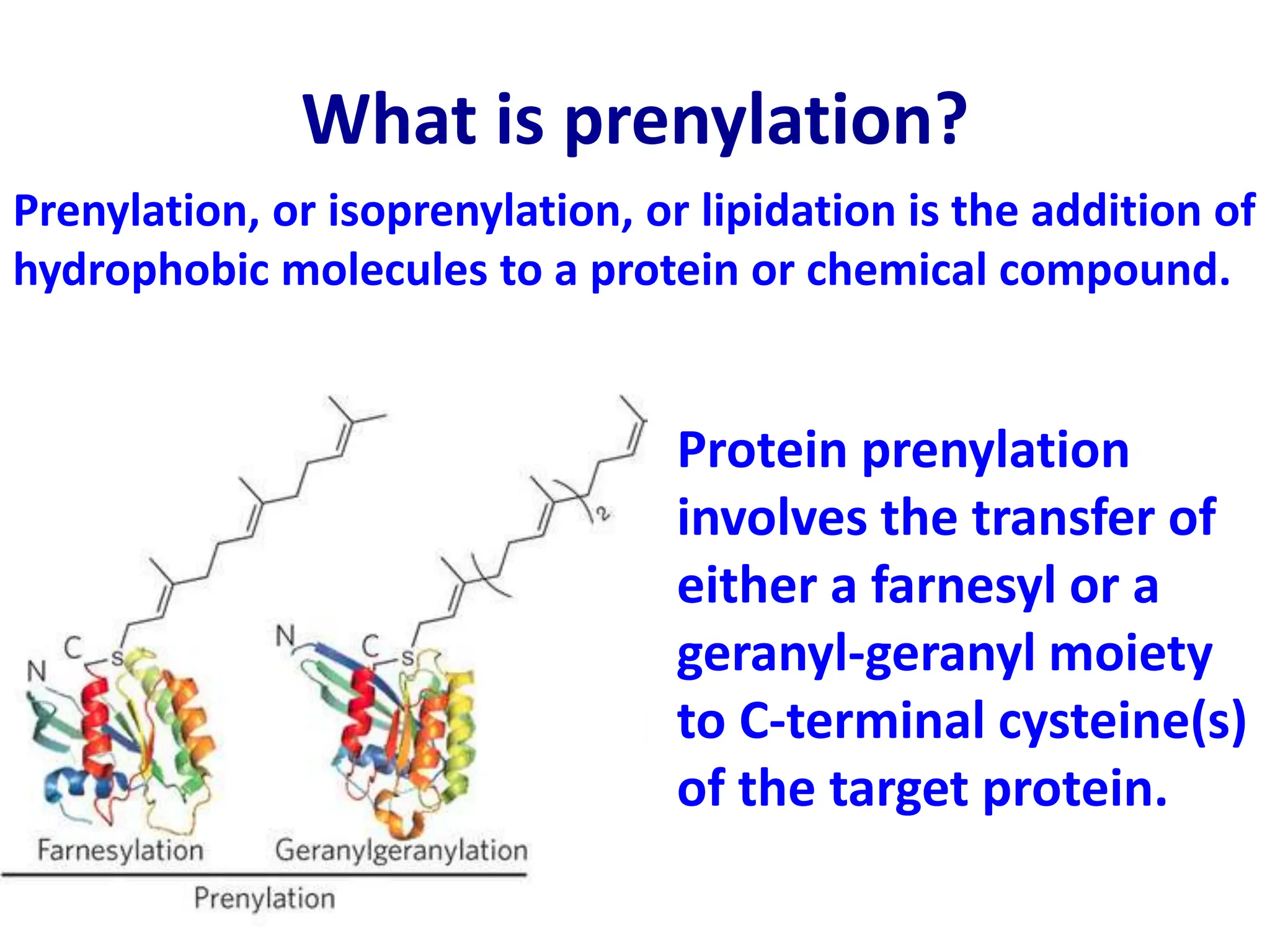 Prenylation.pptx