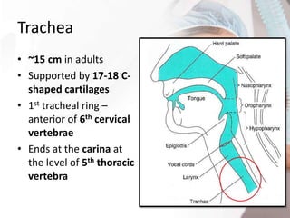 Preop eval and airway management | PPTX
