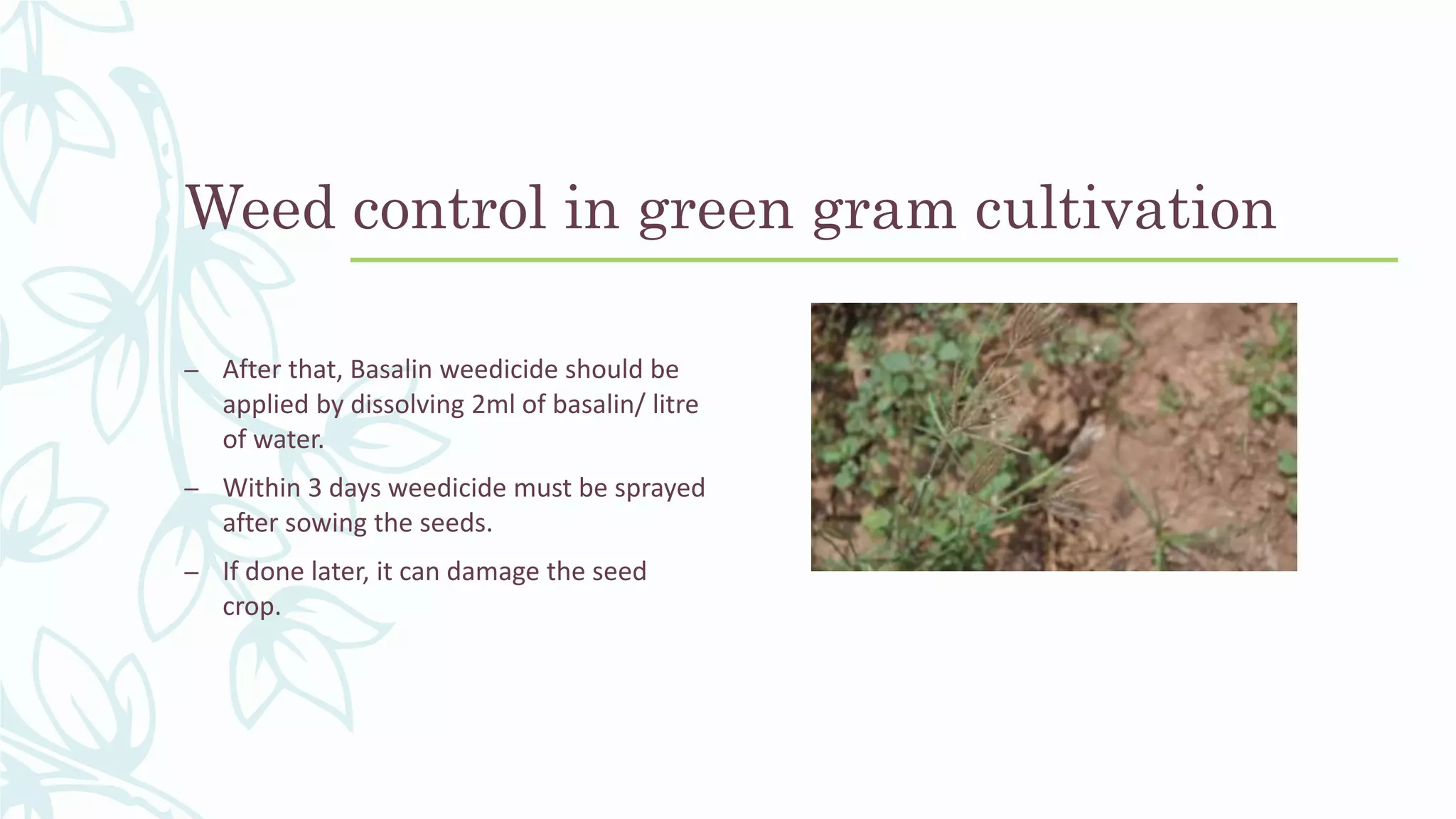 Pre or post harvesting of green gram | PPTX