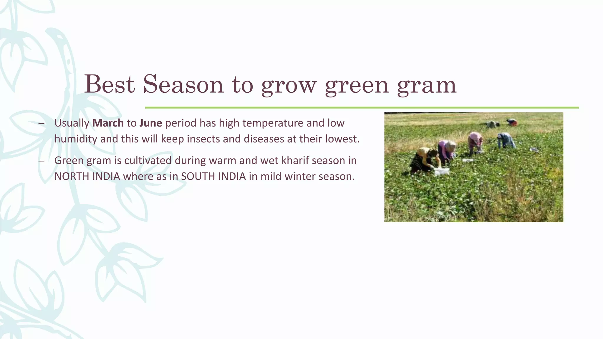 Pre or post harvesting of green gram | PPTX