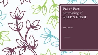 Pre or post harvesting of green gram | PPTX