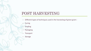 Pre or post harvesting of green gram | PPTX