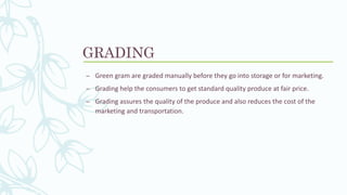 Pre or post harvesting of green gram | PPTX