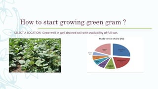 Pre or post harvesting of green gram | PPTX