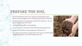 Pre or post harvesting of green gram | PPTX
