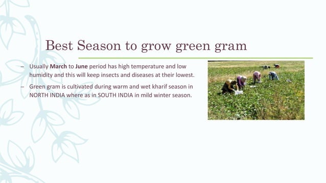 Pre or post harvesting of green gram | PPTX