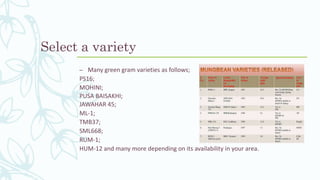 Pre or post harvesting of green gram | PPTX