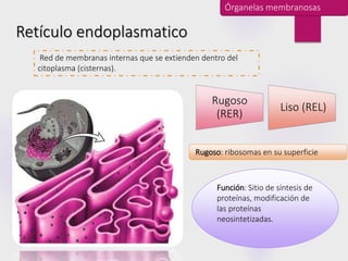 Celula y sus organelas (Histologia) | PPTX