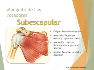 Articulación Escapulohumeral | PPTX