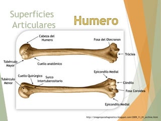 Articulación Escapulohumeral | PPTX