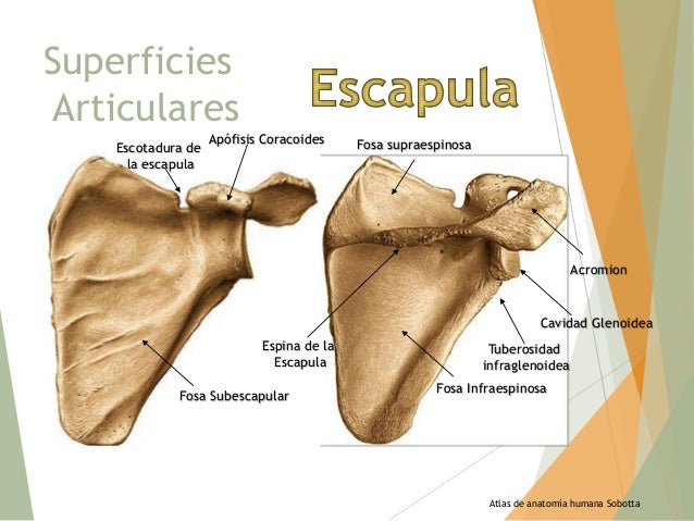 Articulación Escapulohumeral