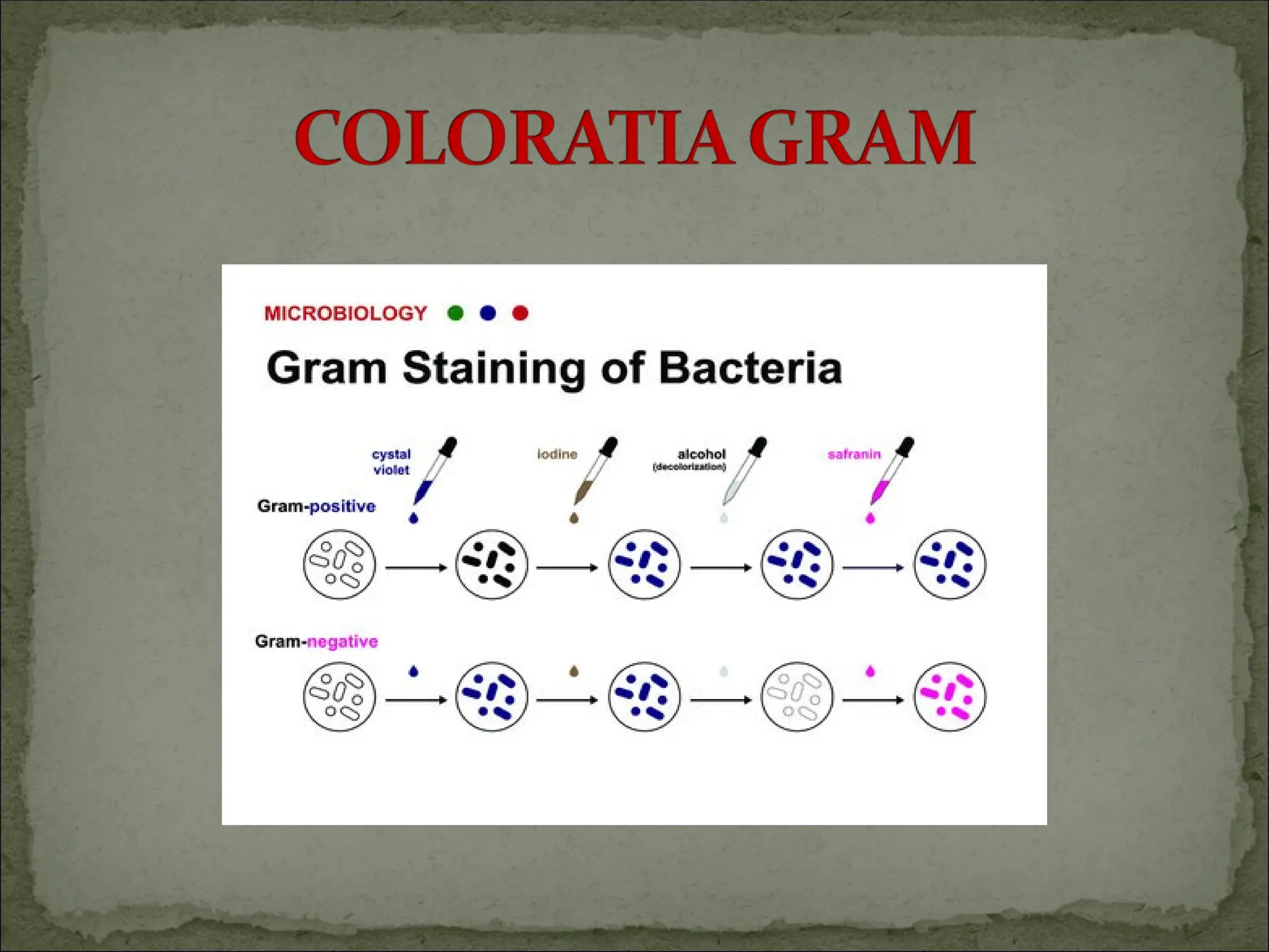 Preparate microscopice in analize medicale.ppt