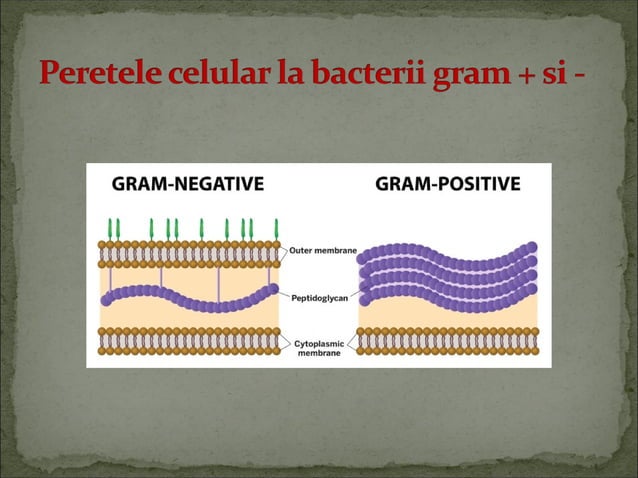 Preparate microscopice in analize medicale.ppt