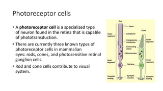optogenetics photobiology and ift biology - ravi ranjan | PPT