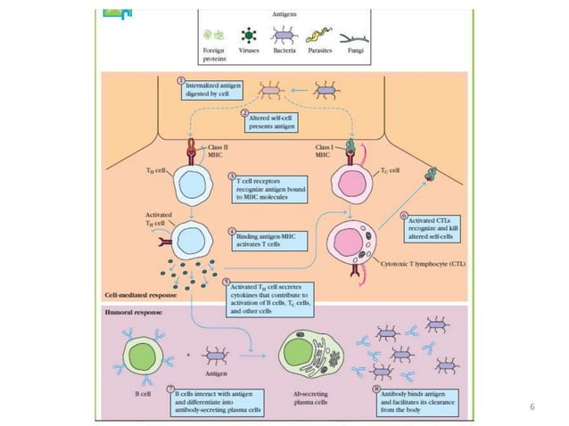 Preparation and quality control of immunological products | PPTX ...