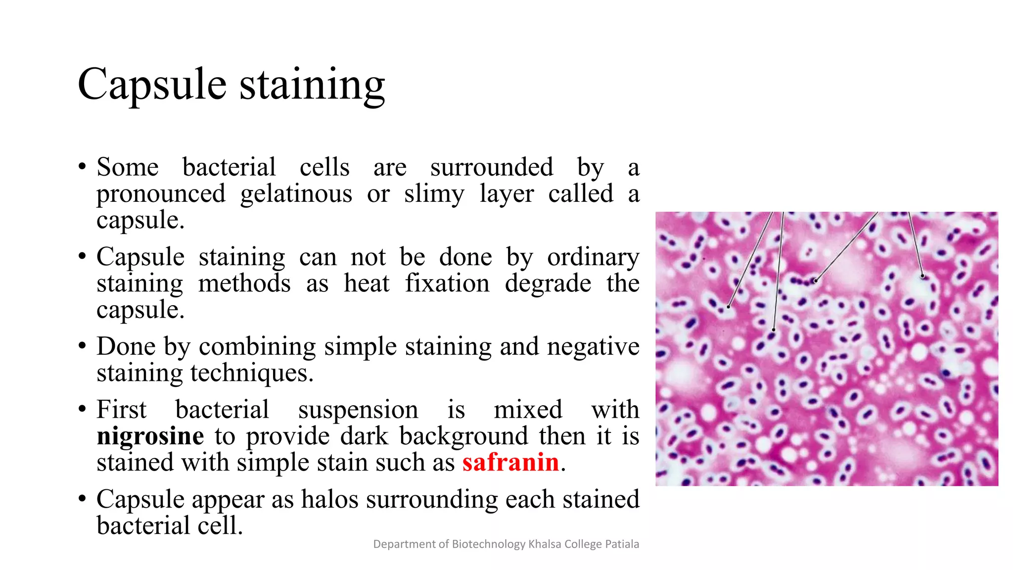 Preparation and staining of specimens for microscopy | PDF