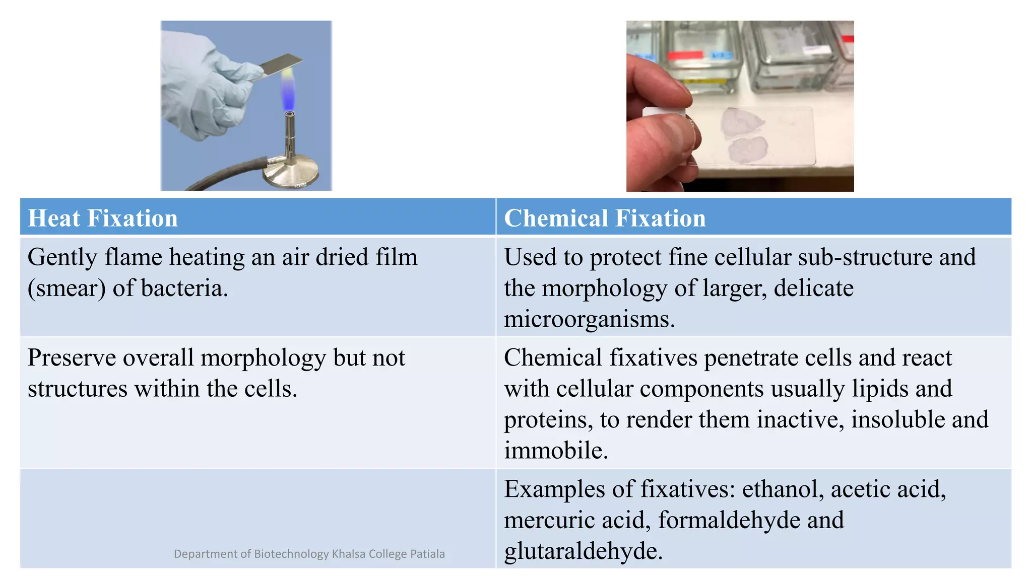 Preparation and staining of specimens for microscopy | PDF