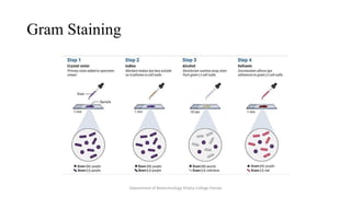 Preparation and staining of specimens for microscopy | PDF