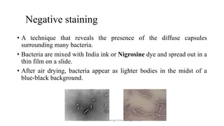 Preparation and staining of specimens for microscopy | PDF
