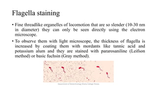 Preparation and staining of specimens for microscopy | PDF