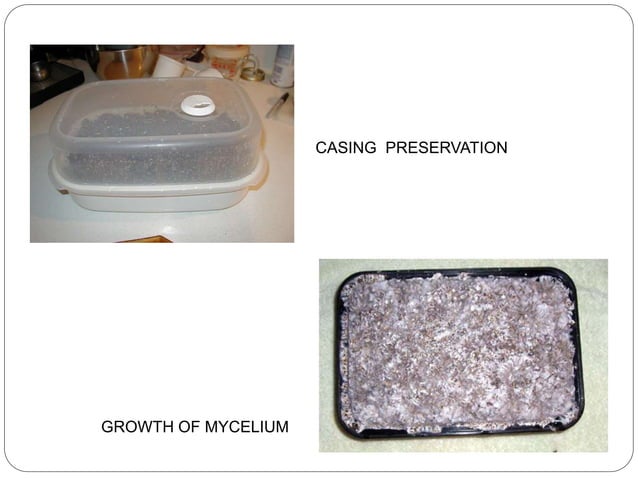 Preparation of casing mixture, its types and application | PPTX
