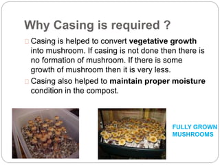 Preparation of casing mixture, its types and application | PPTX