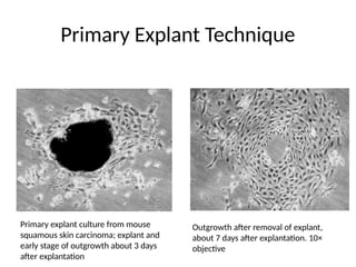 Preparation of cell line II_animal cell culture.pptx