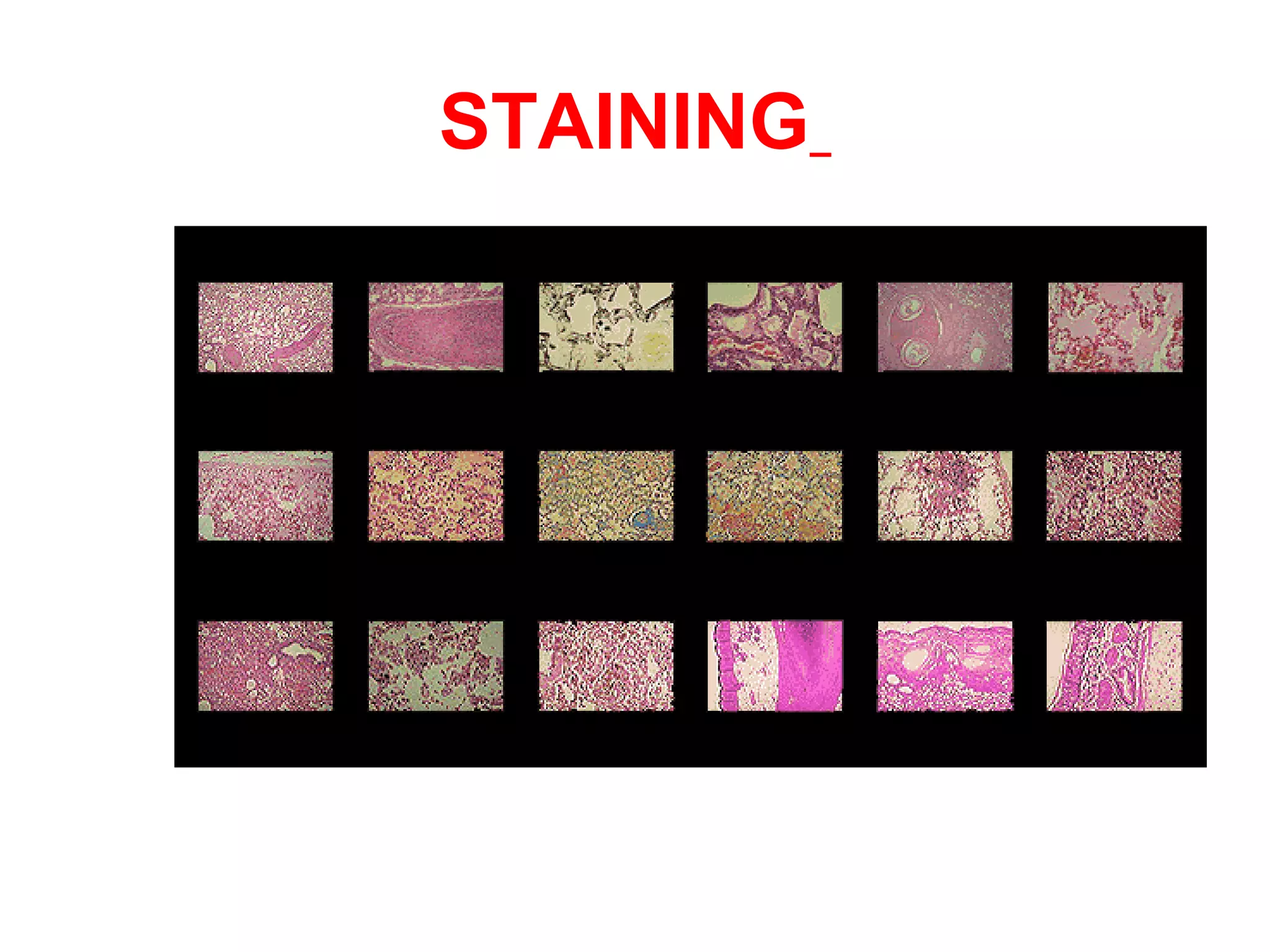 Preparation of histological slide | PPT