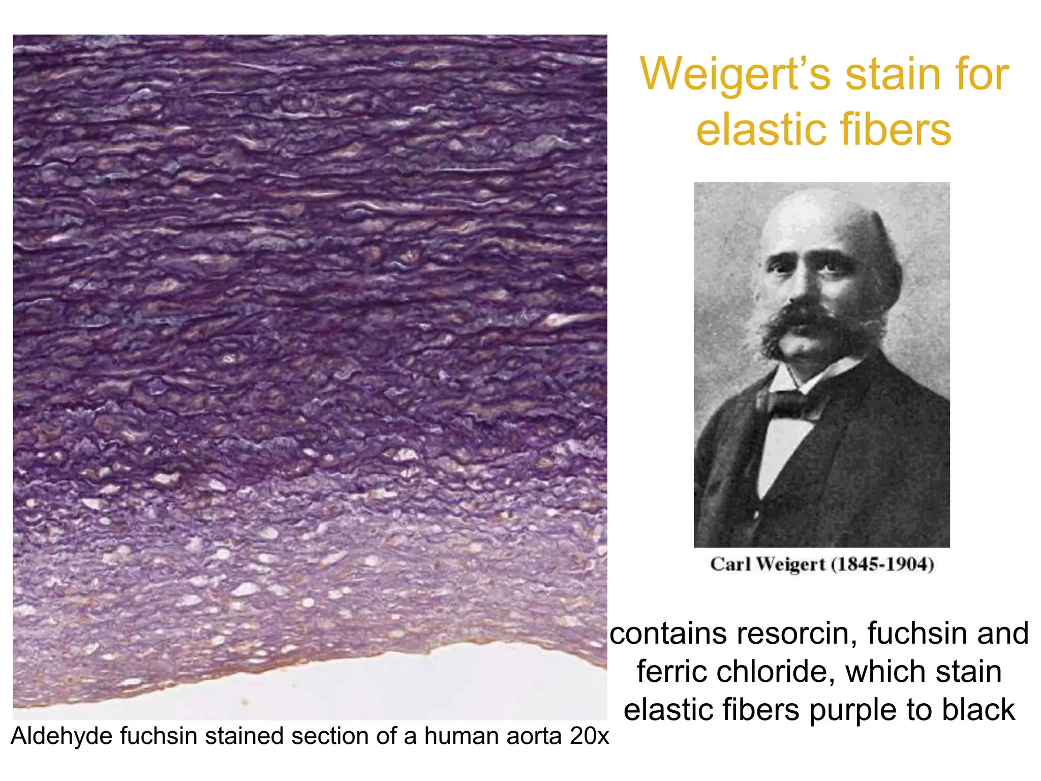 PREPARATION OF HISTOLOGICAL SPECIMENS.pptx