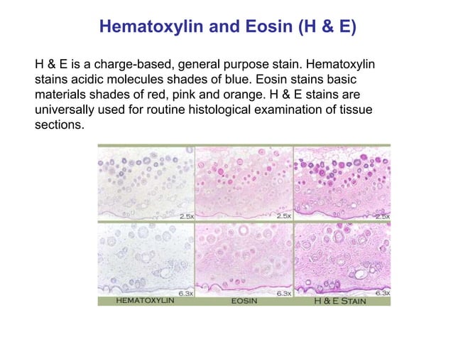 PREPARATION OF HISTOLOGICAL SPECIMENS.pptx