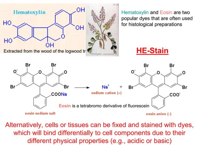 PREPARATION OF HISTOLOGICAL SPECIMENS.pptx