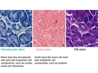 PREPARATION OF HISTOLOGICAL SPECIMENS.pptx